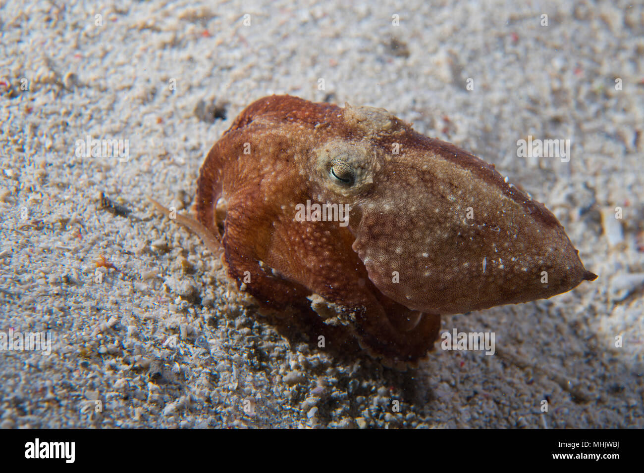 Octopus on sand from night dive in Philippines Stock Photo - Alamy