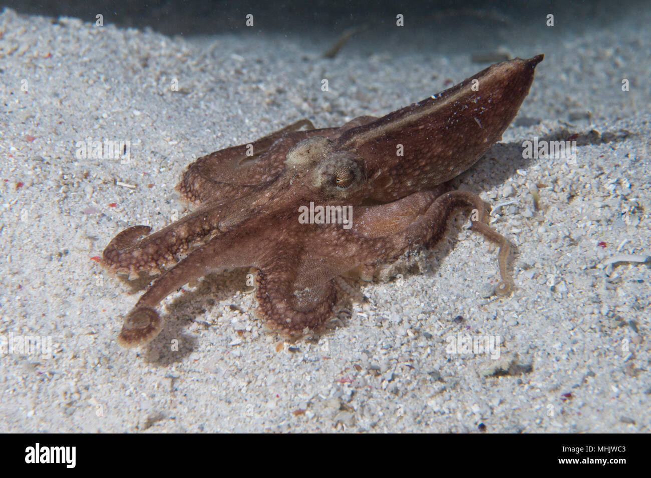 Octopus on sand from night dive in Philippines Stock Photo - Alamy