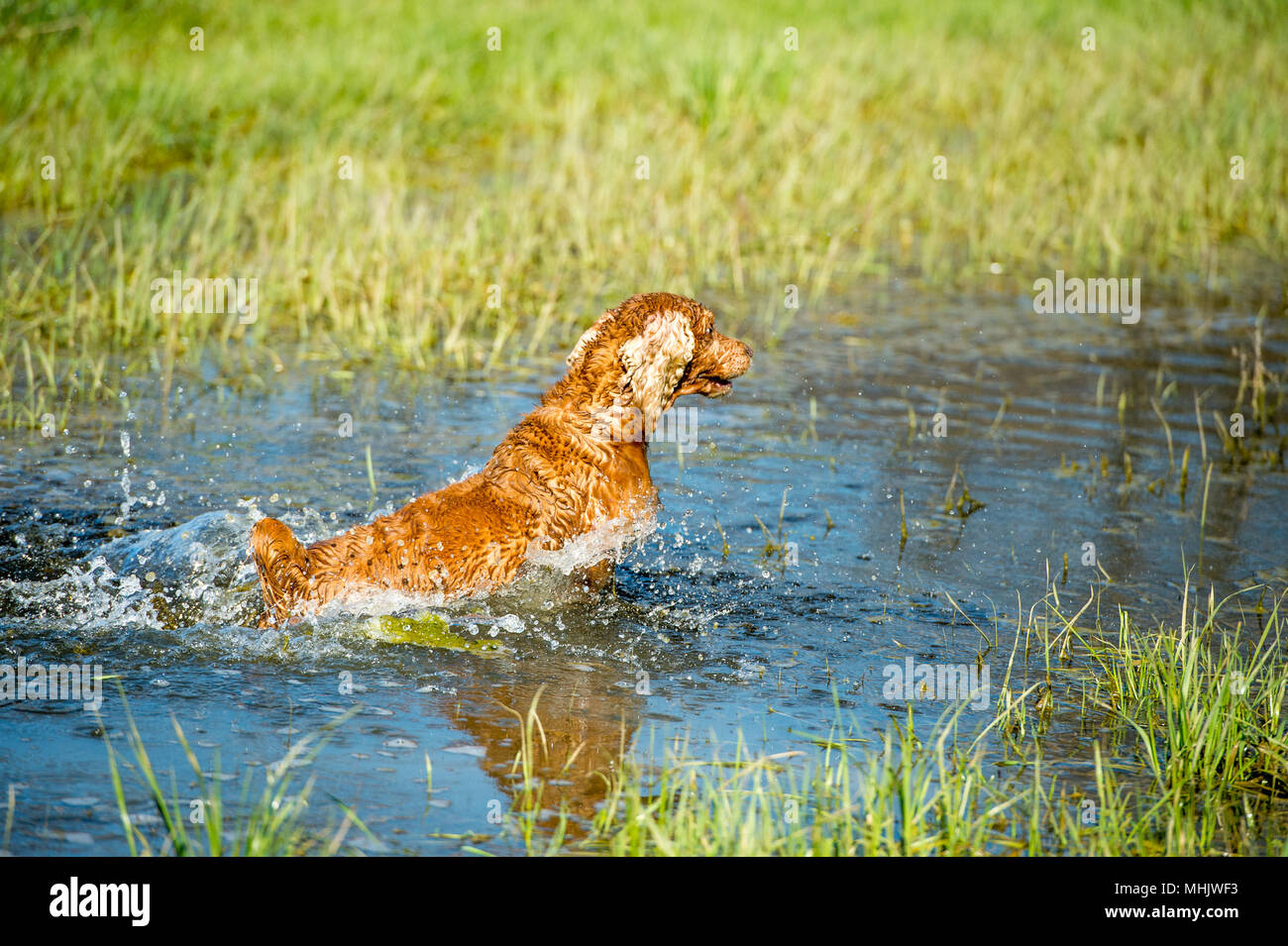 Happy english cocker spaniel while playing in the river Stock Photo - Alamy