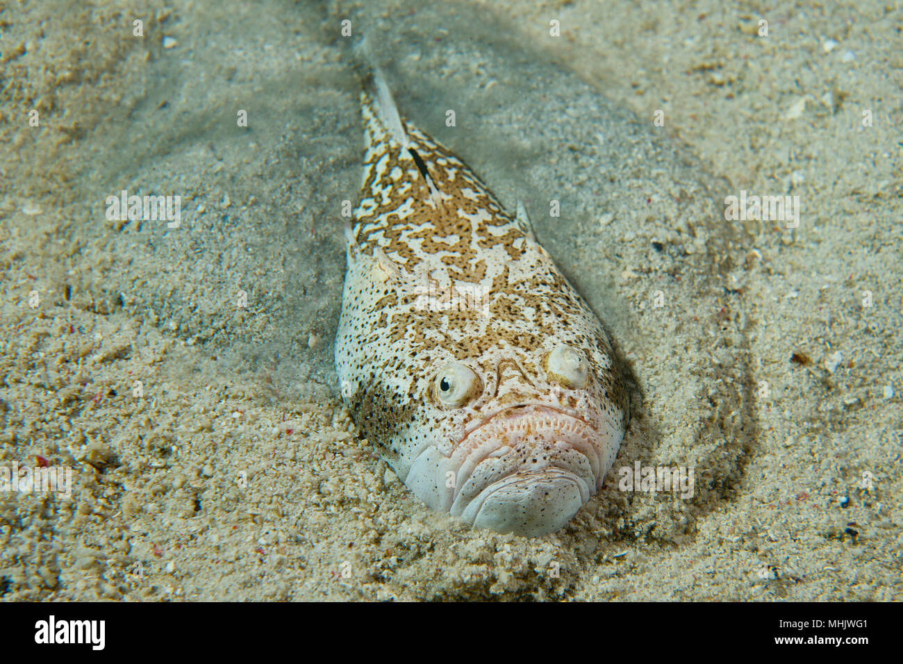 Sand stargazer hi-res stock photography and images - Alamy