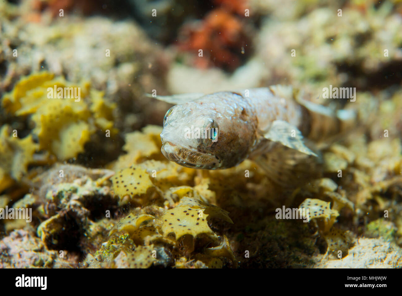 Lizard fish from Philippines Stock Photo - Alamy