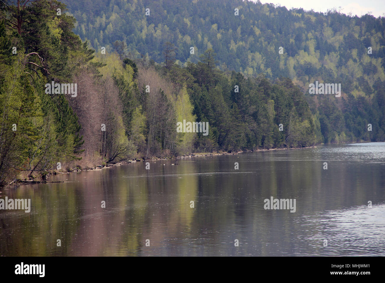 River shore planted with conifer trees and birches and its reflection ...