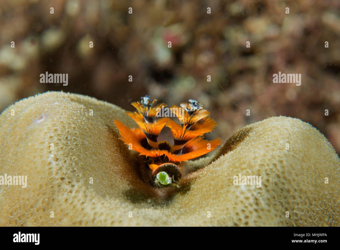 Orange Christmas tree worm on hard coral Stock Photo - Alamy