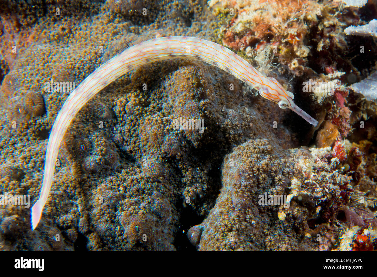 A pipe fish on a hard coral in Cebu Philippines Stock Photo - Alamy