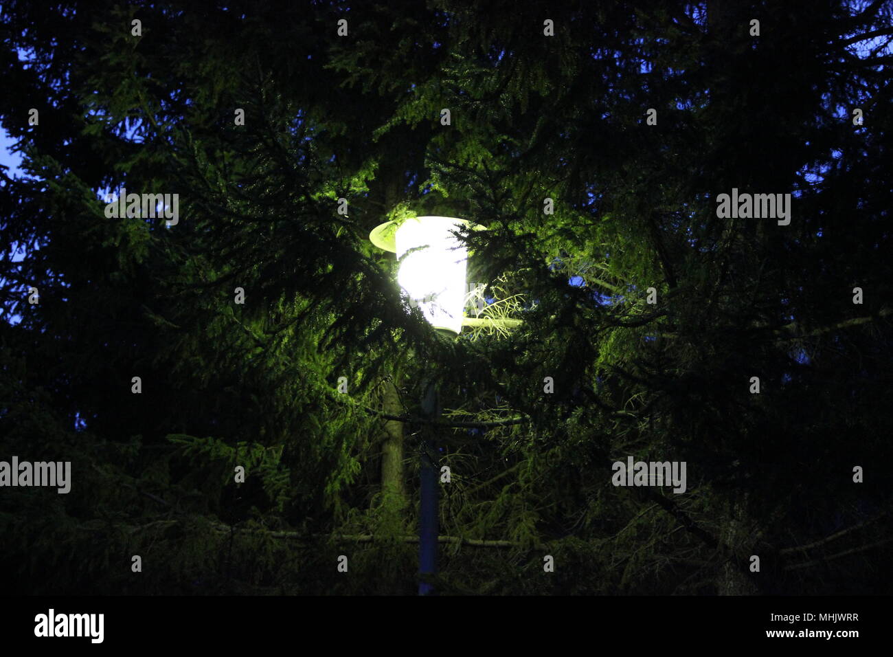 Conifer tree branches hi-res stock photography and images - Alamy