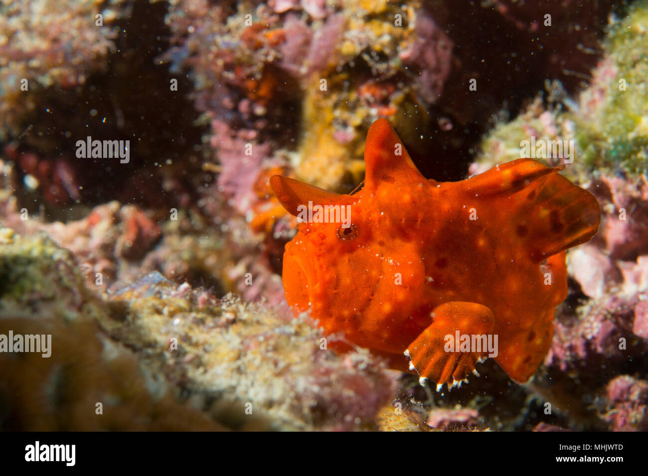 Frog fish hi-res stock photography and images - Alamy