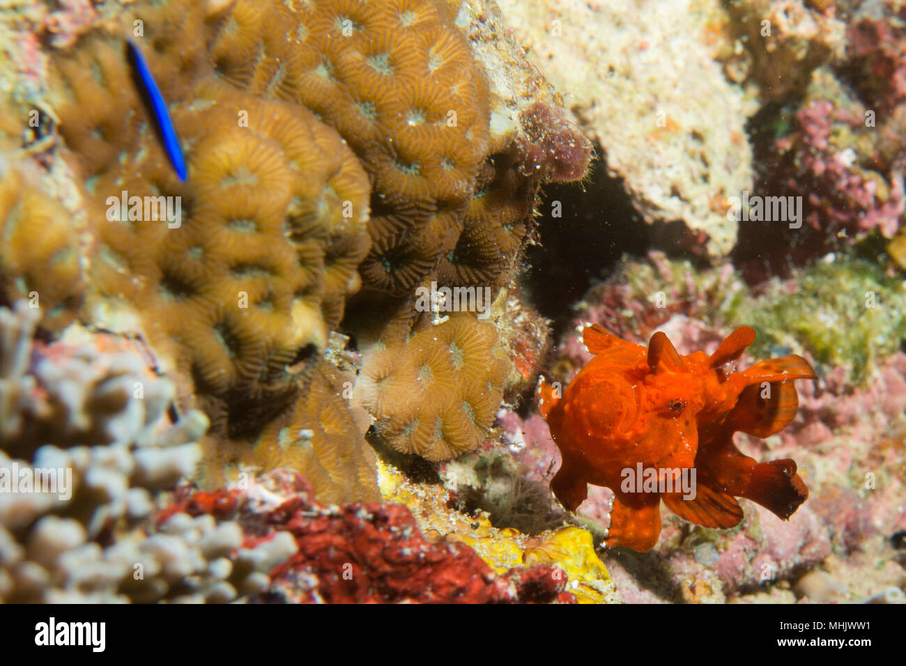 A red frog fish on hard coral macro in Cebu Philippines Stock Photo - Alamy