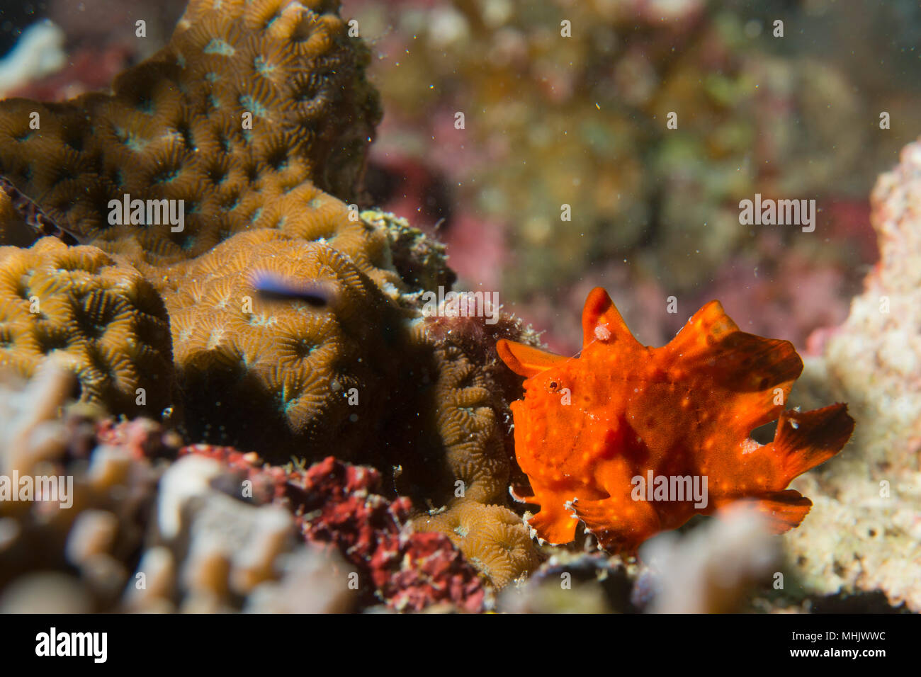 A red frog fish on hard coral macro in Cebu Philippines Stock Photo - Alamy