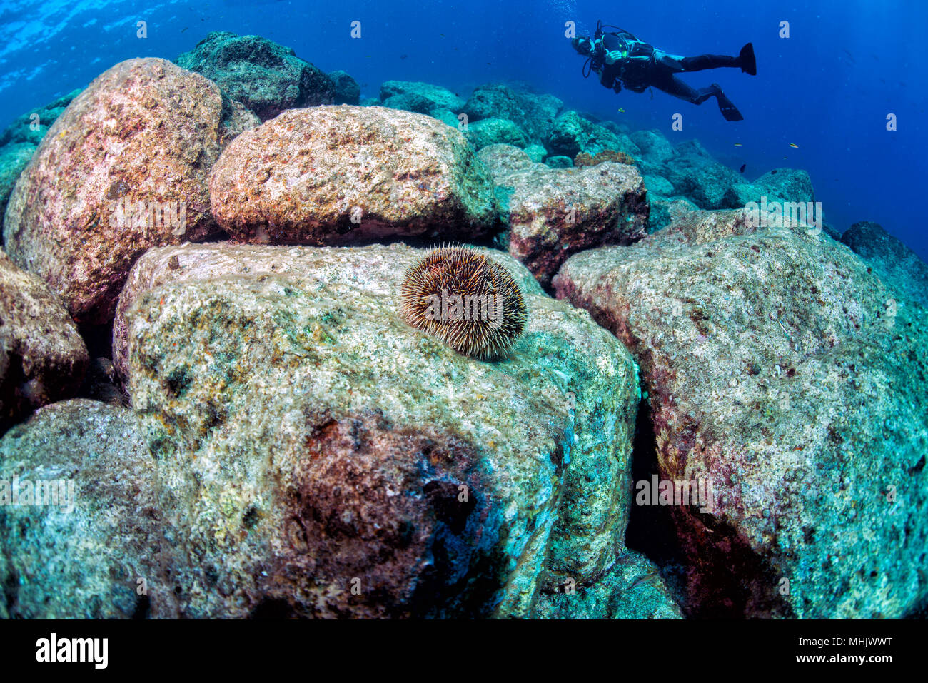 sea urchin close up portrait underwater Stock Photo - Alamy