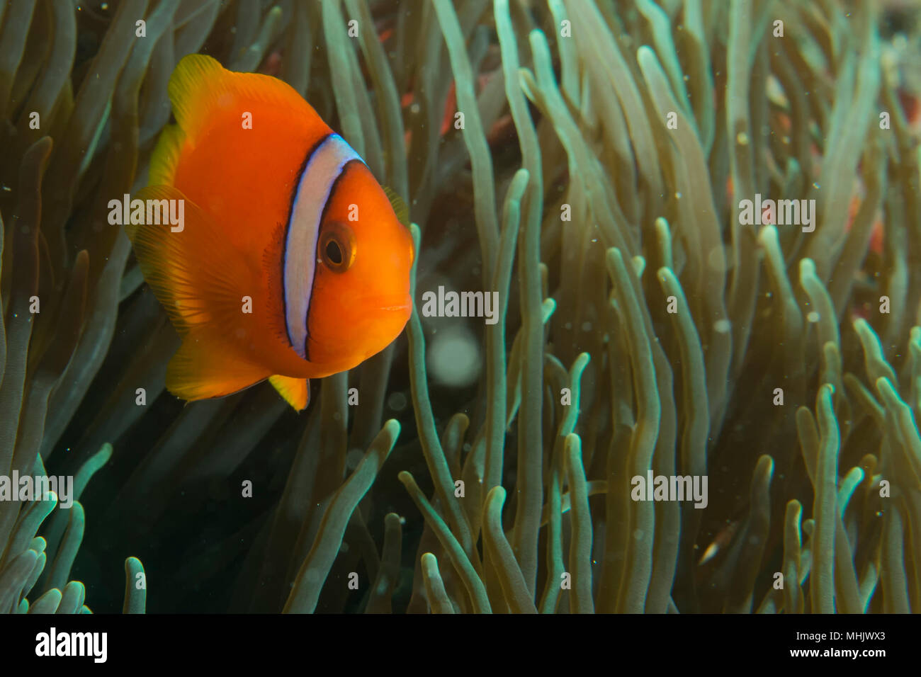 An isolated clown fish looking at you in Cebu Philippines Stock Photo ...