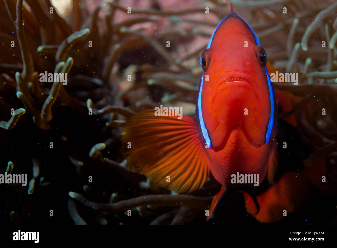An isolated clown fish looking at you in Cebu Philippines Stock Photo ...