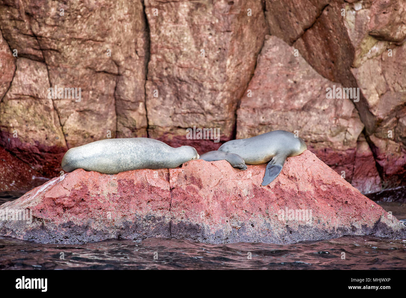Scuba dive with seals hi-res stock photography and images - Alamy