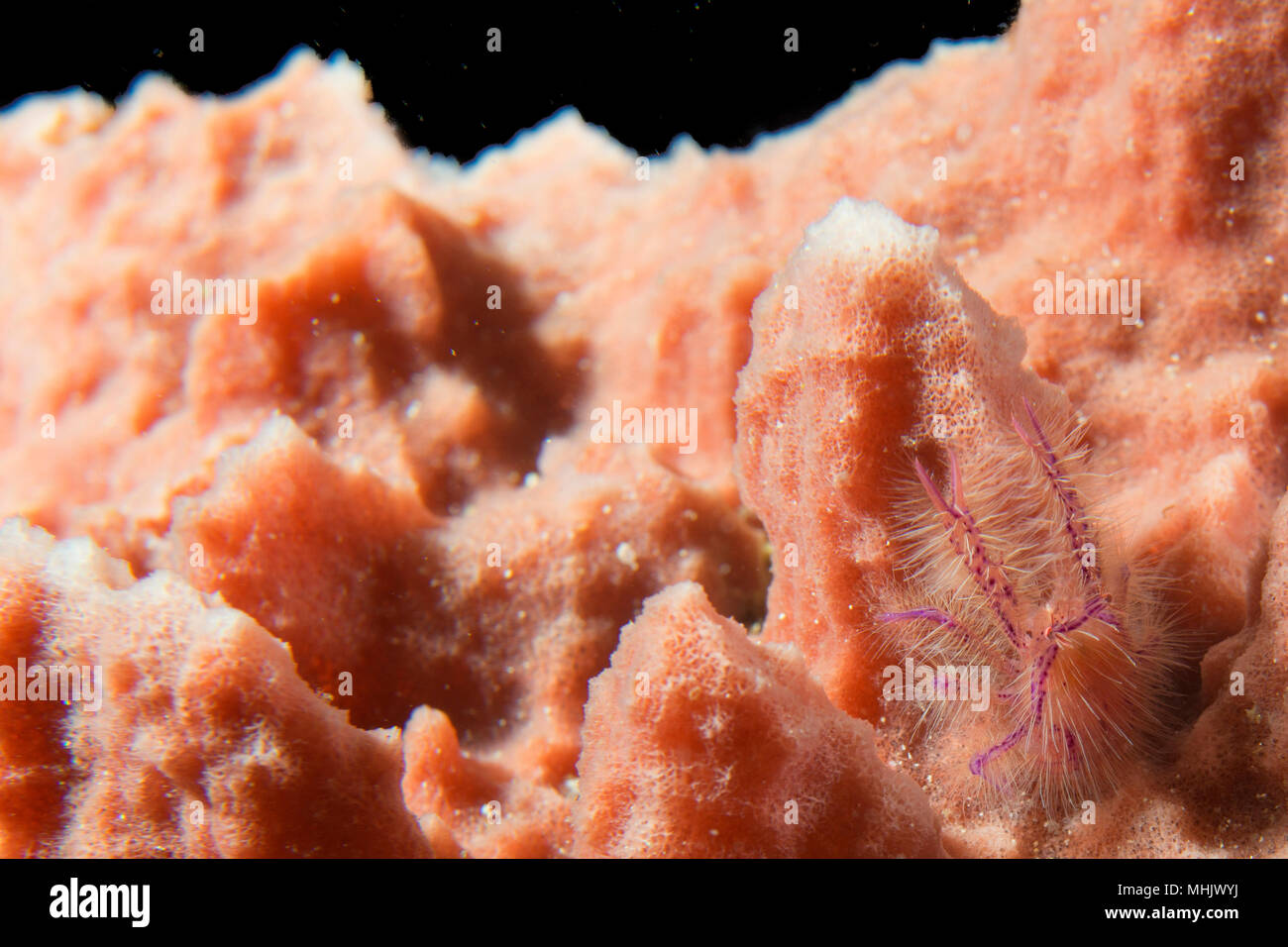 Hairy sponge crab hi-res stock photography and images - Alamy