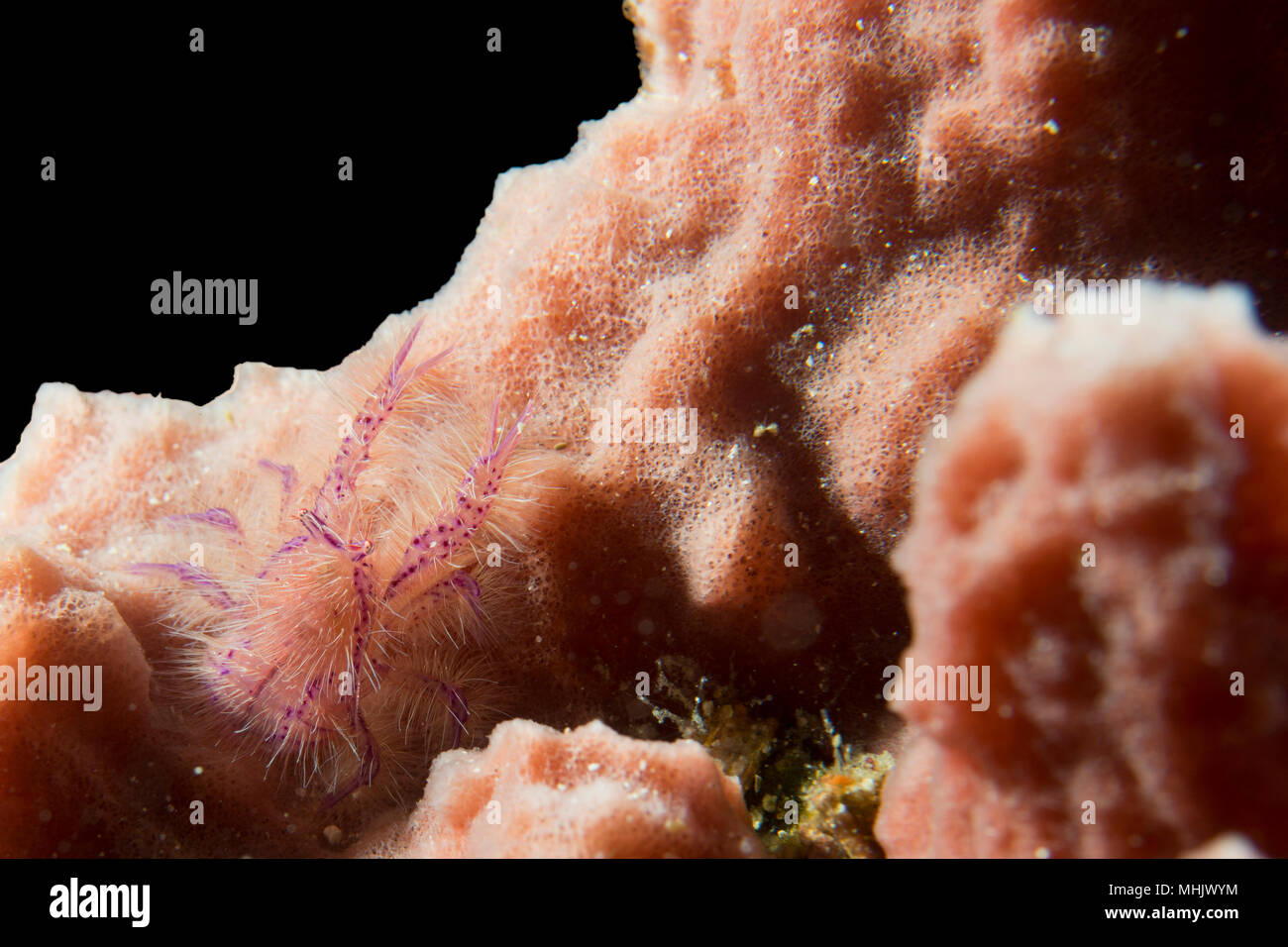 An hairy crab hanging on a red sponge in Cebu Philippines Stock Photo ...