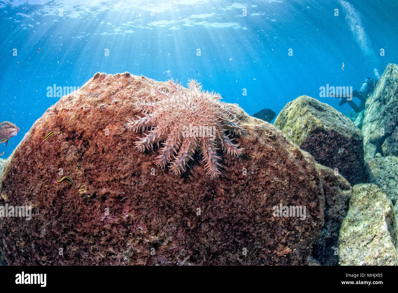 sea stars in a reef colorful underwater landscape background Stock ...