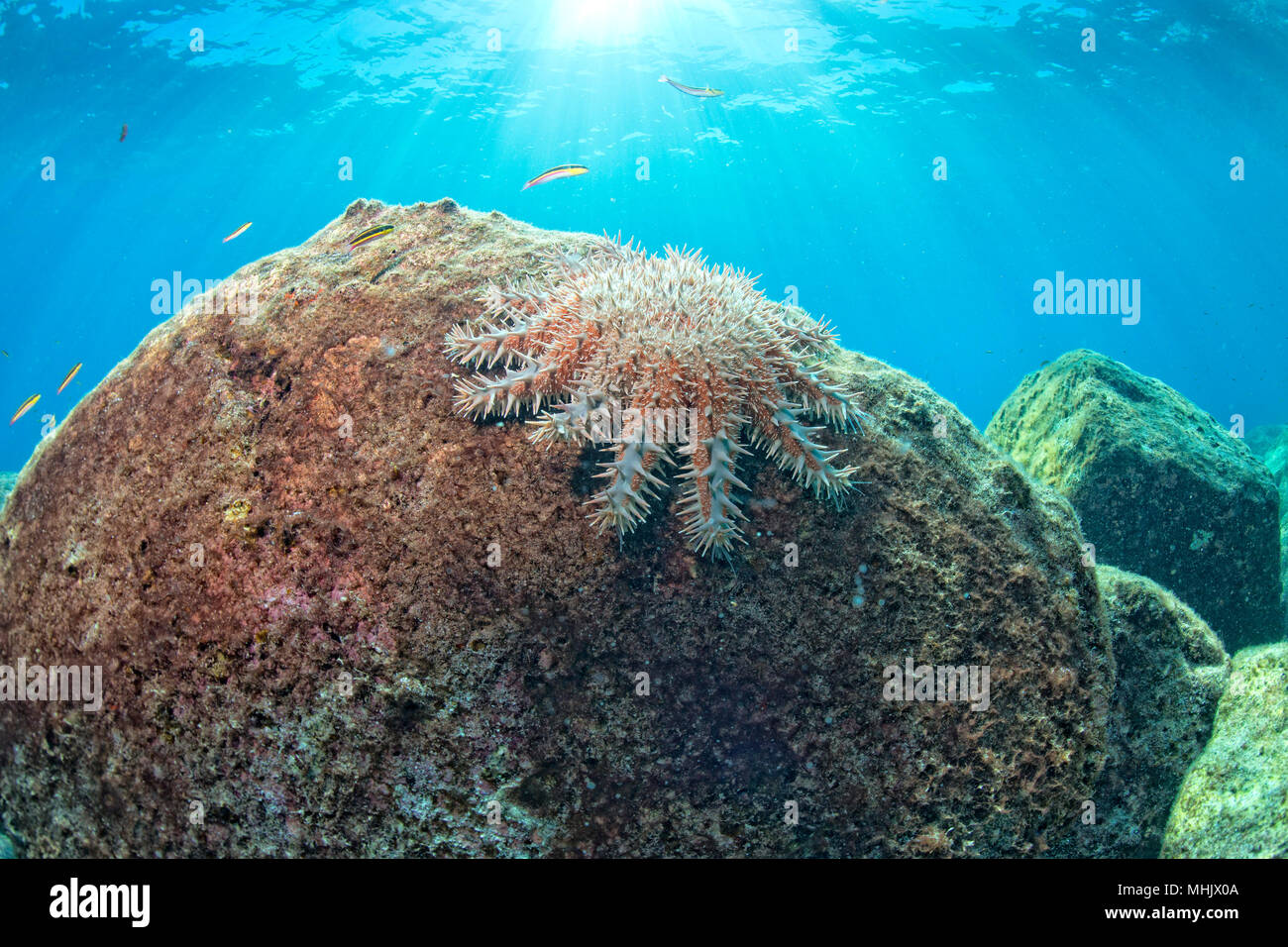 crown of thorns sea stars in a reef underwater landscape Stock Photo ...