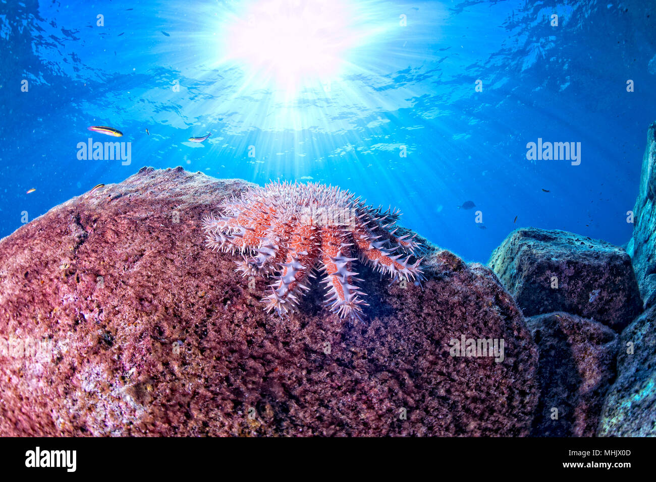 sea stars in a reef colorful underwater landscape background Stock ...