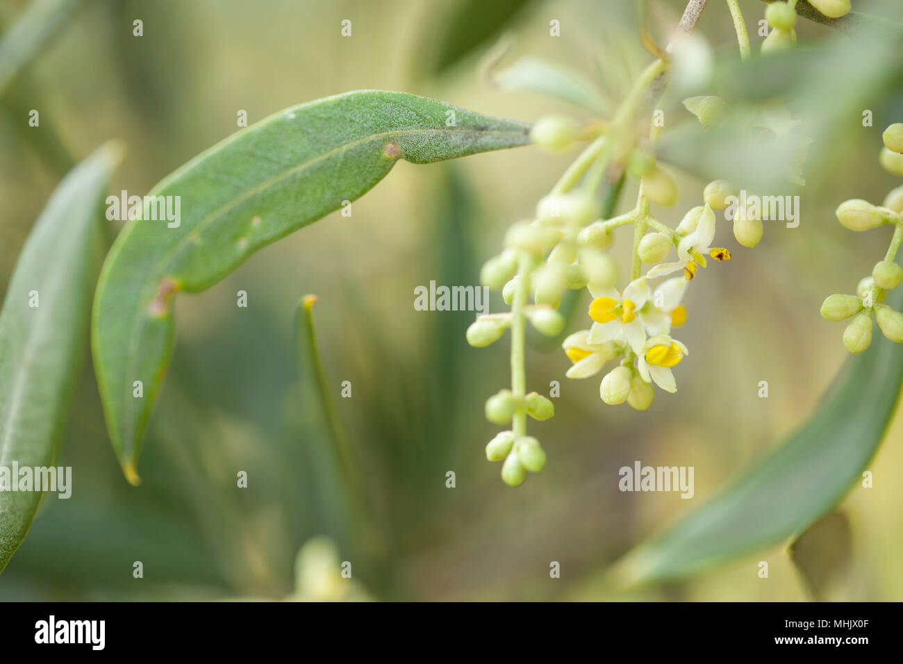 olive trees starting to flower natural macro background Stock Photo - Alamy