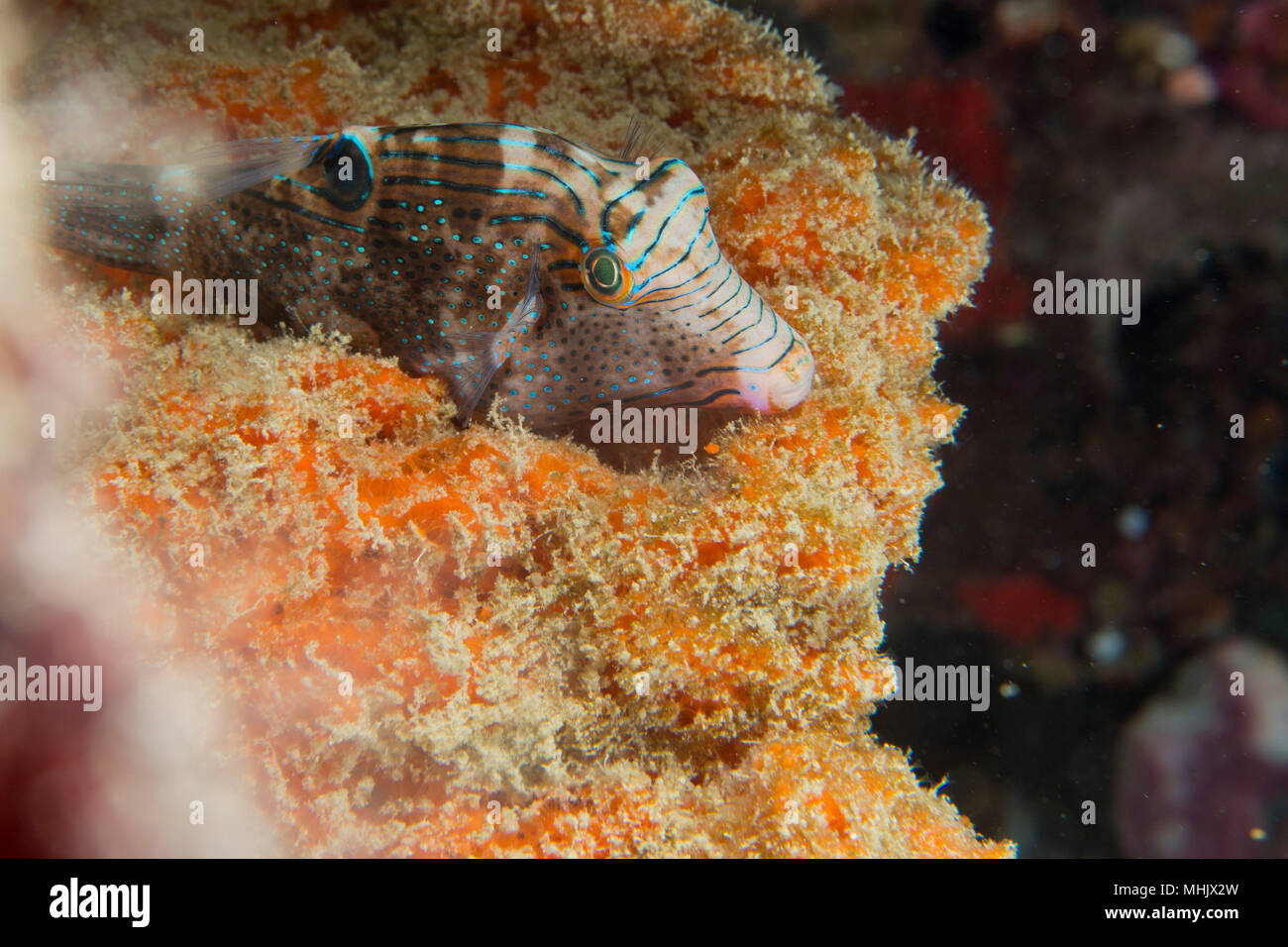 A puffer fish in Philippines Stock Photo - Alamy