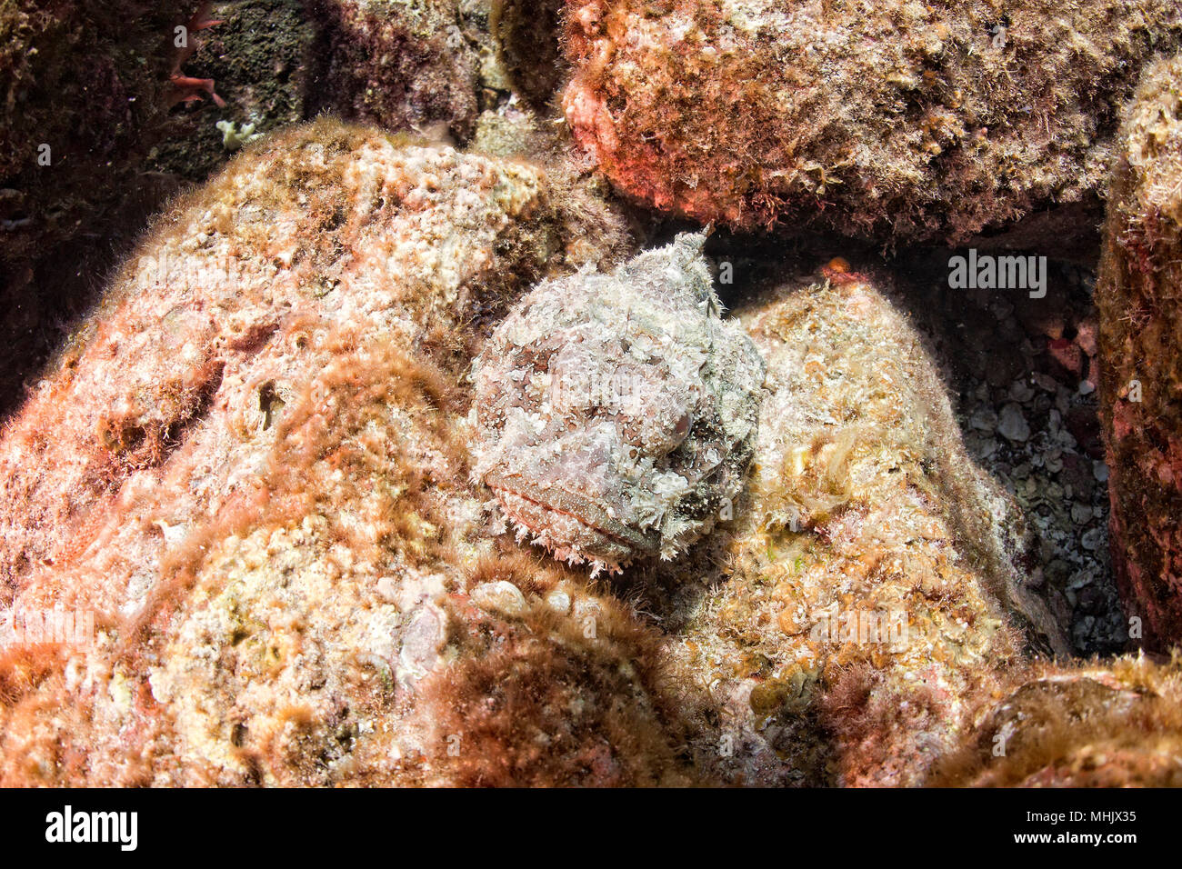 Dangerous Stone Fish close up underwater portrait Stock Photo - Alamy