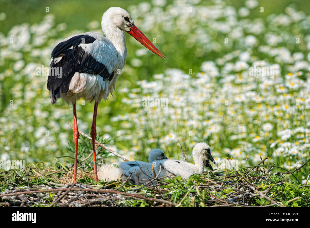 Stork with baby puppy in its nest on the daisy background Stock Photo ...
