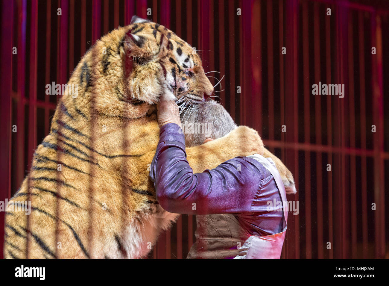 Tiger ready hi-res stock photography and images - Alamy