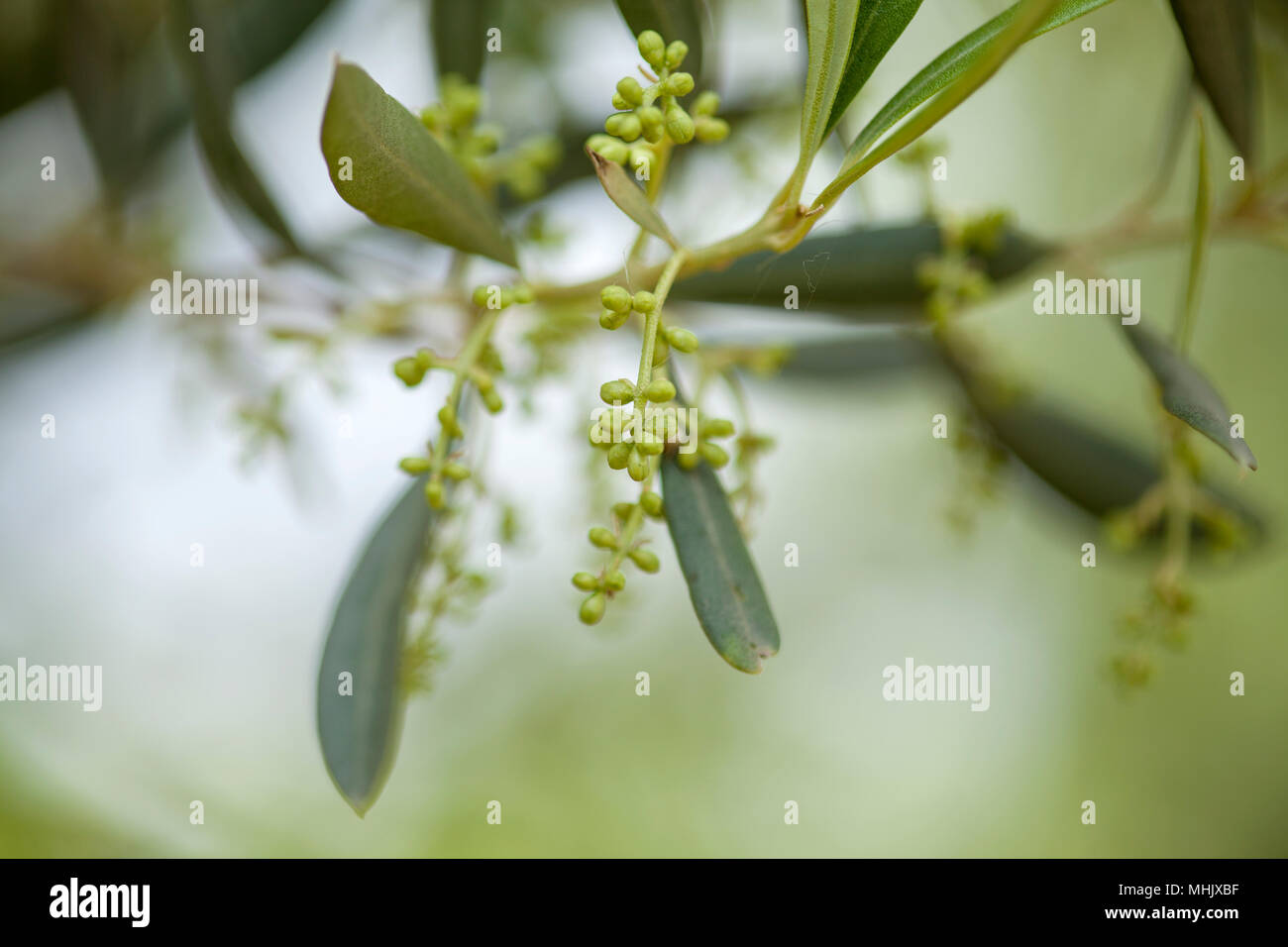 olive trees starting to flower natural macro background Stock Photo - Alamy