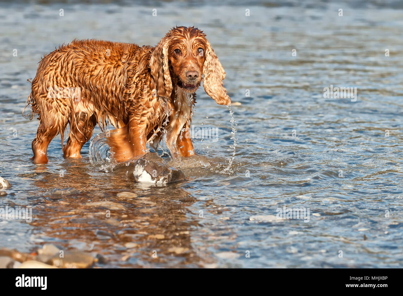 Cocker spaniel dog while playing in water Stock Photo - Alamy