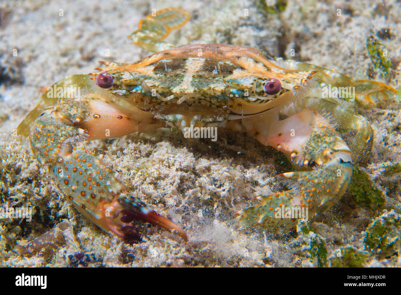 A Crab in Cebu Philippines Stock Photo - Alamy