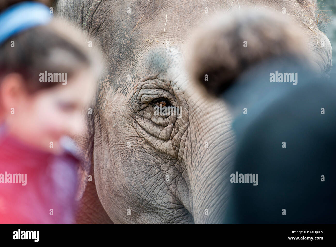elephant while looking at you after childrens Stock Photo - Alamy