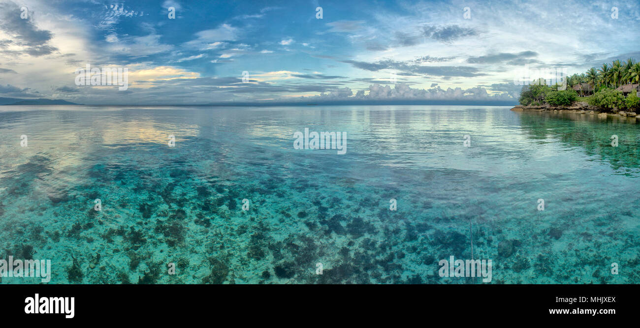 Coconut tree cebu philippines hi-res stock photography and images - Alamy