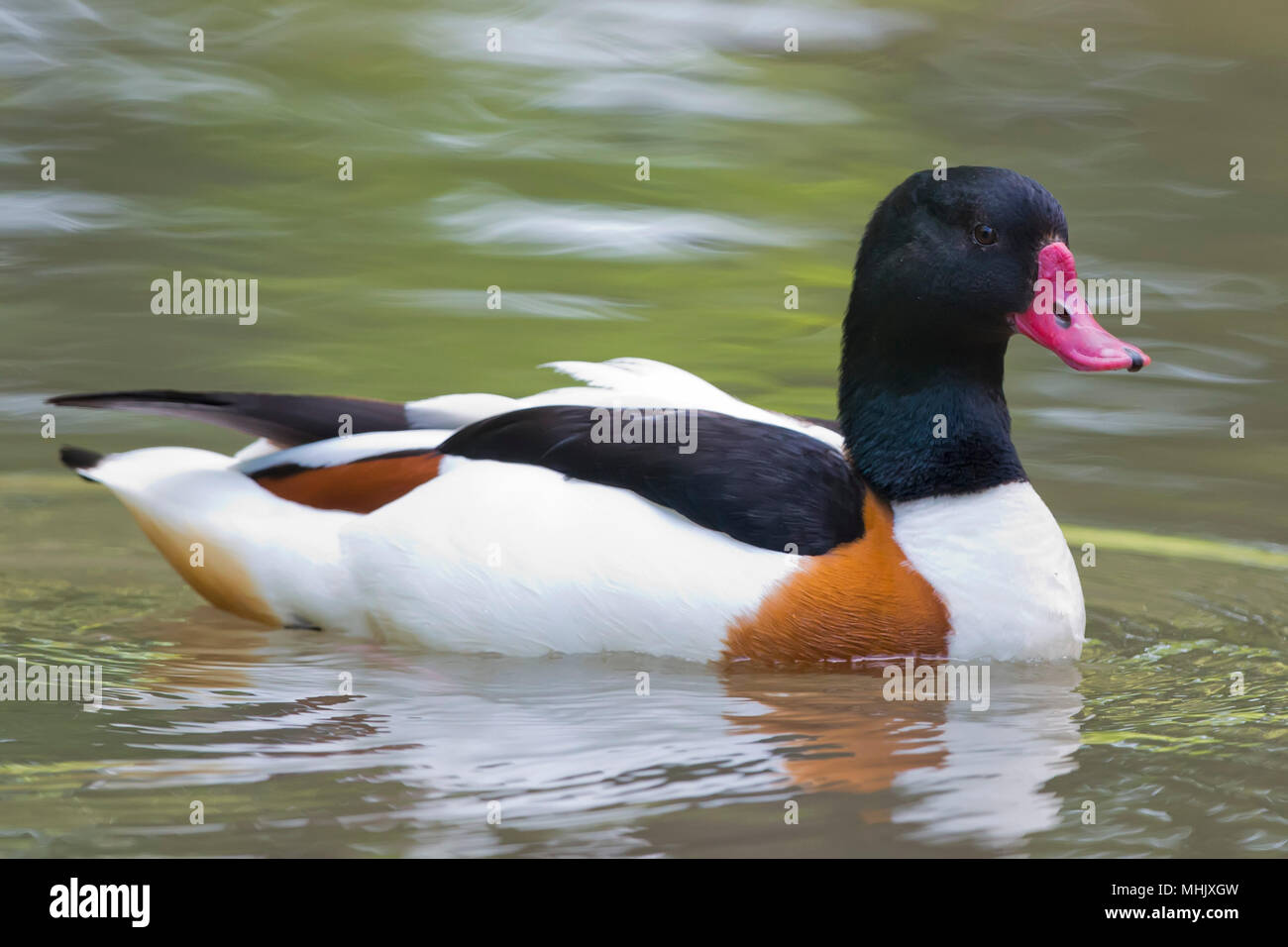 Multi coloured duck hi-res stock photography and images - Alamy