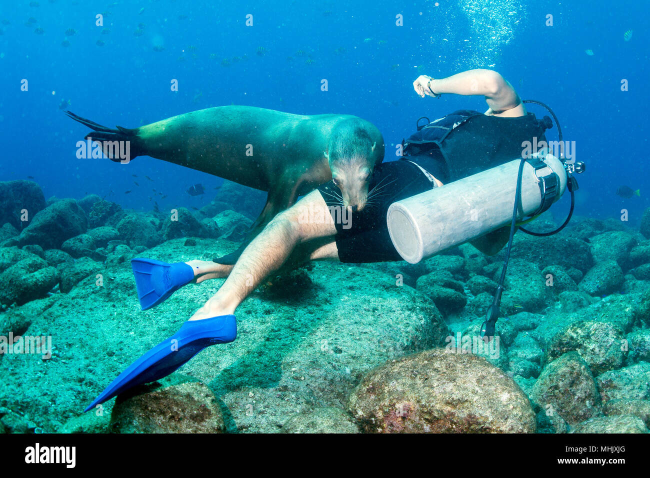 Diver approaching sea lion family underwater to have fun and play Stock ...