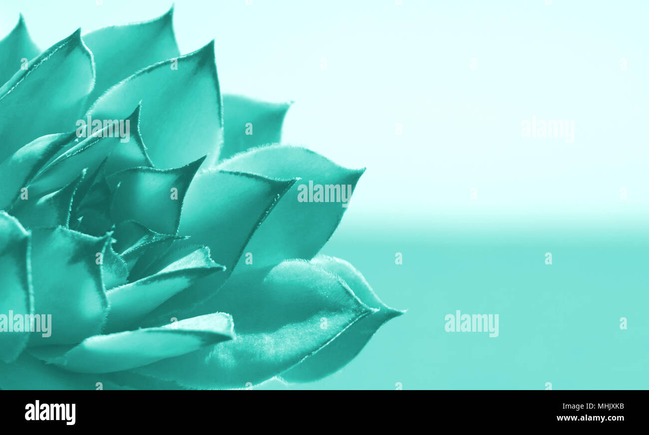 Turquoise abstract nature background with Sempervivum plant in the ...