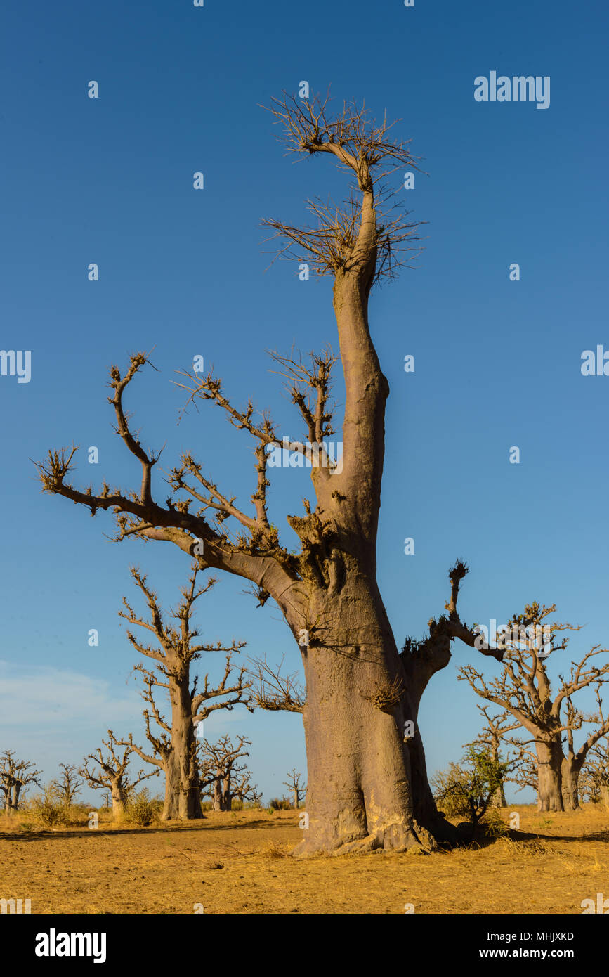 Baobab tree in Africa under the blue sky Stock Photo - Alamy