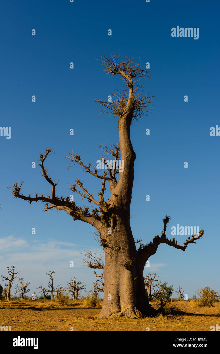 Baobab tree in Africa under the blue sky Stock Photo - Alamy