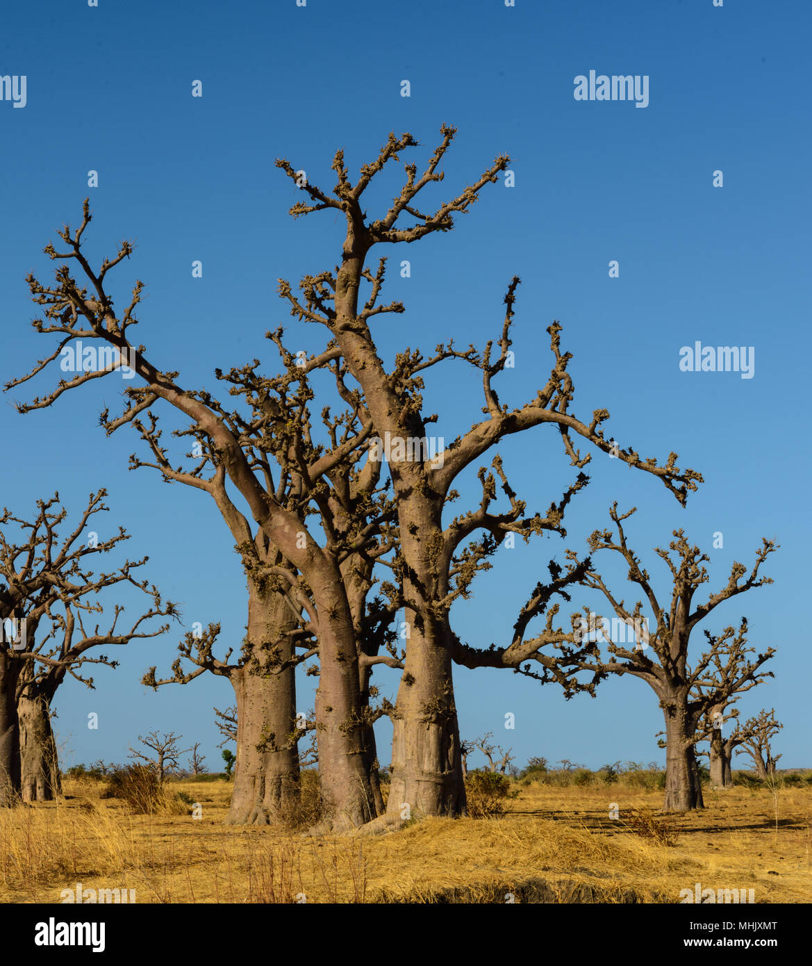 Baobab tree. English common names for the Baobab include dead-rat tree ...
