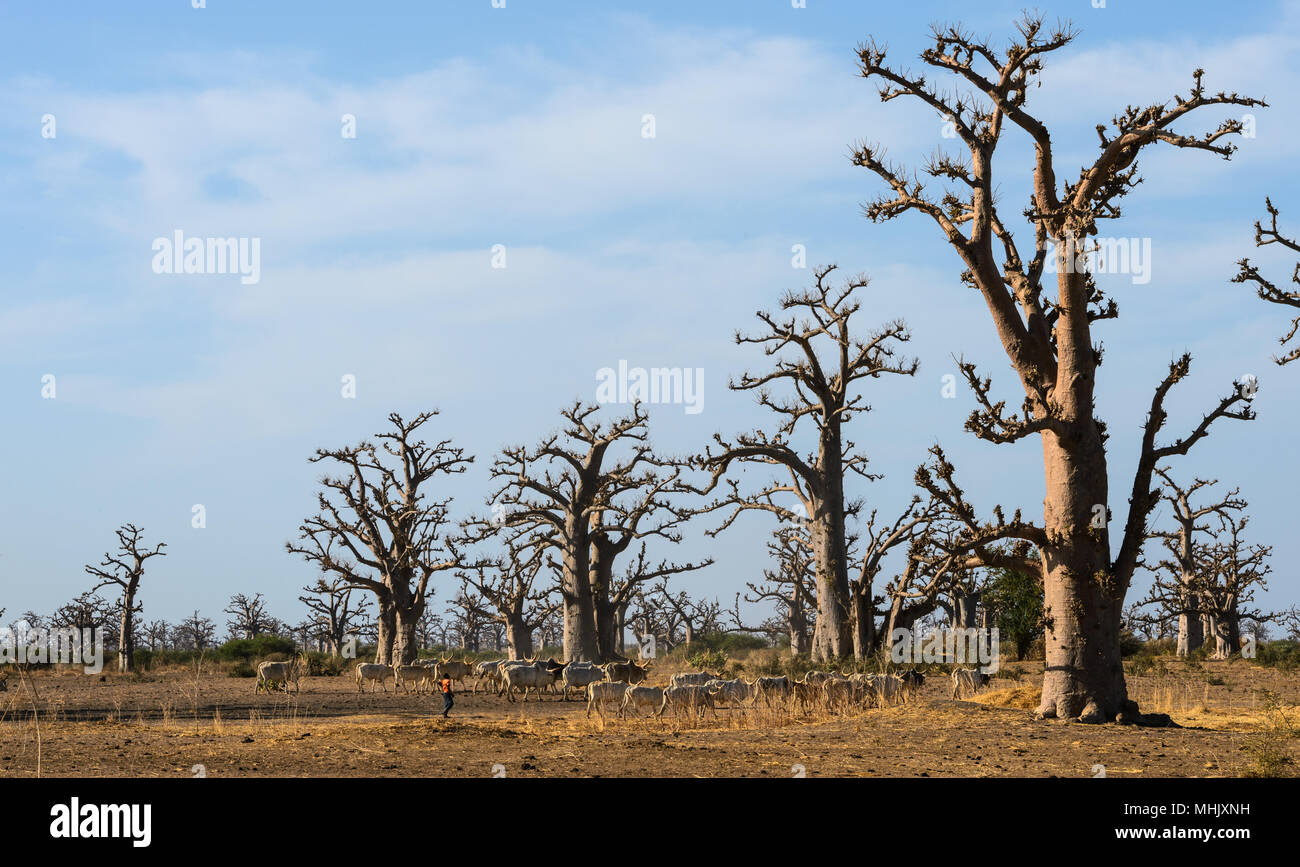 African baobab tree Stock Photo - Alamy