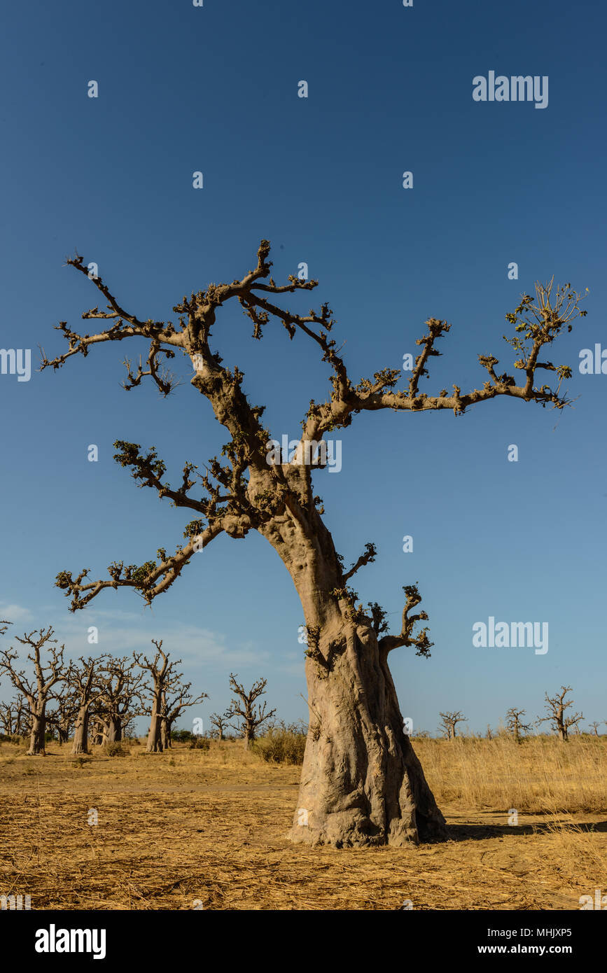 Baobab tree. English common names for the Baobab include dead-rat tree ...