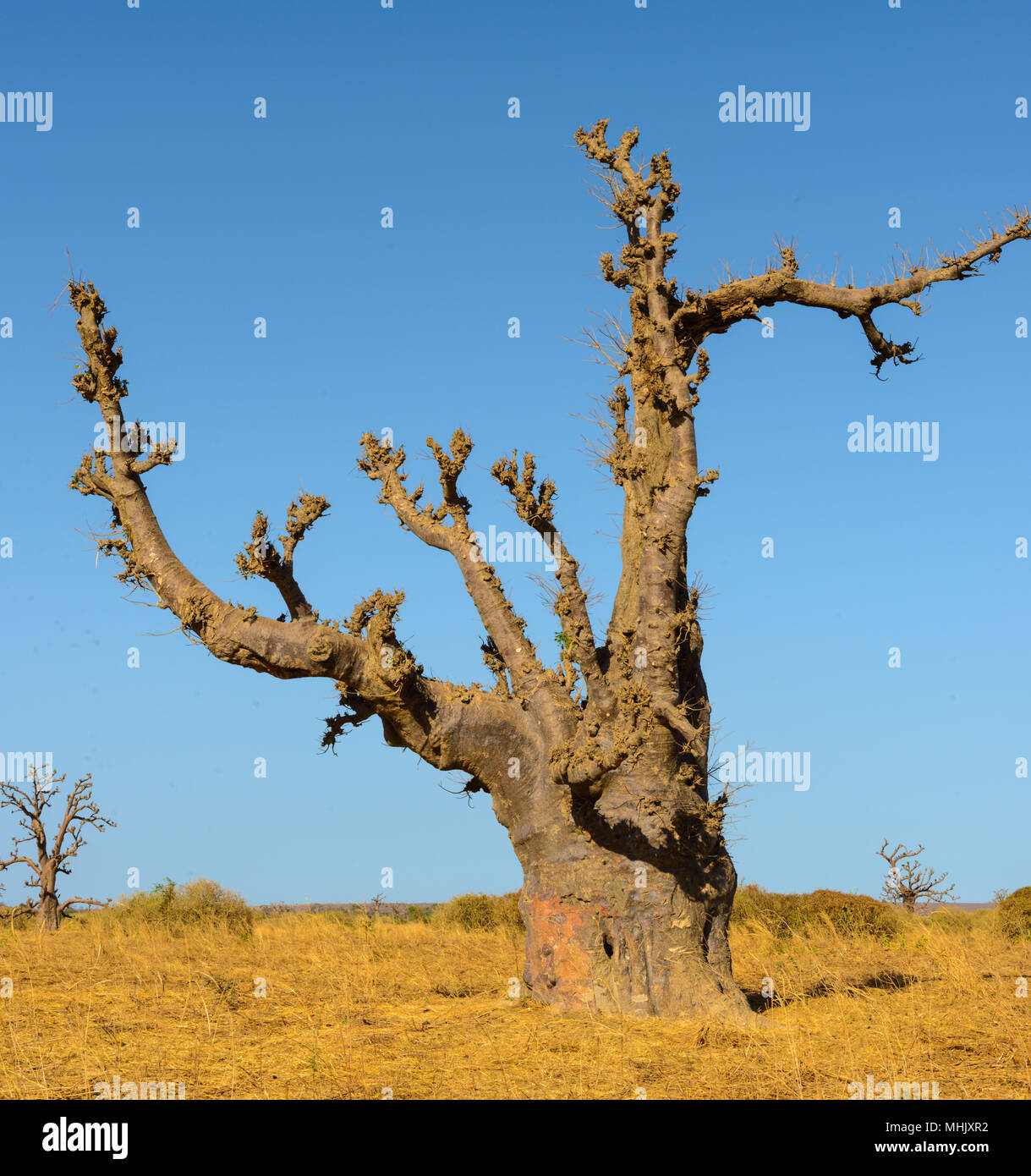Baobab tree. English common names for the Baobab include dead-rat tree ...