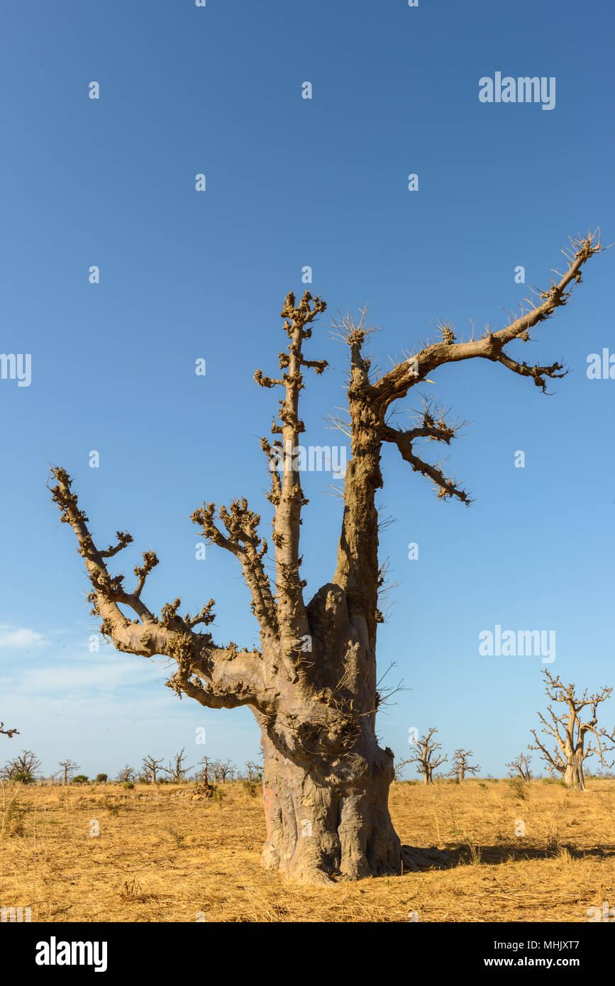 Baobab tree. English common names for the Baobab include dead-rat tree ...