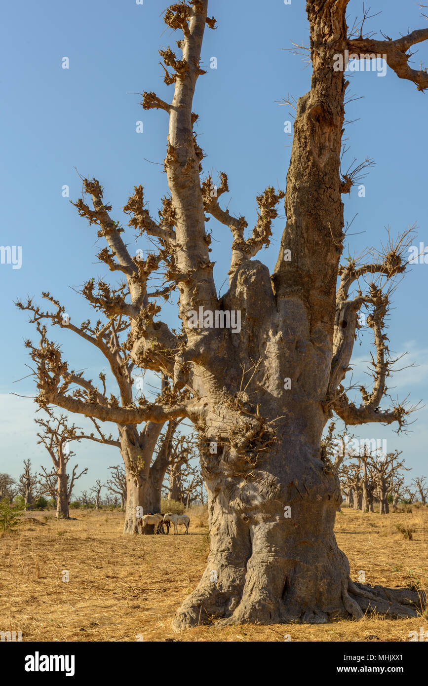 Baobab tree on the savanna, Africa Stock Photo - Alamy
