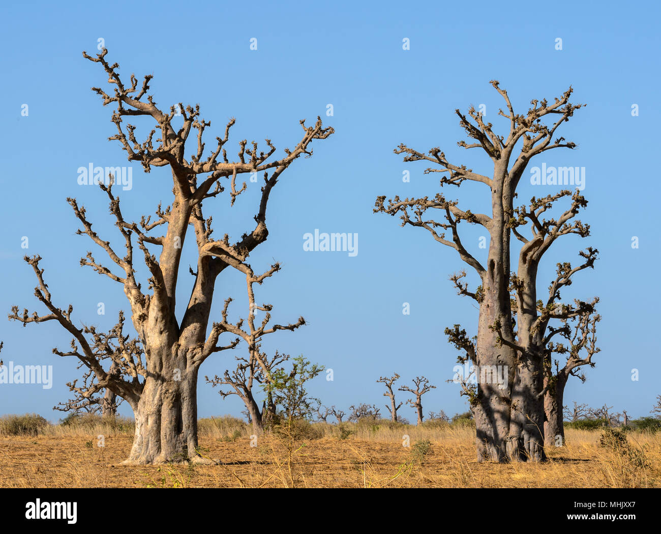 Baobab tree on the savanna, Africa Stock Photo - Alamy