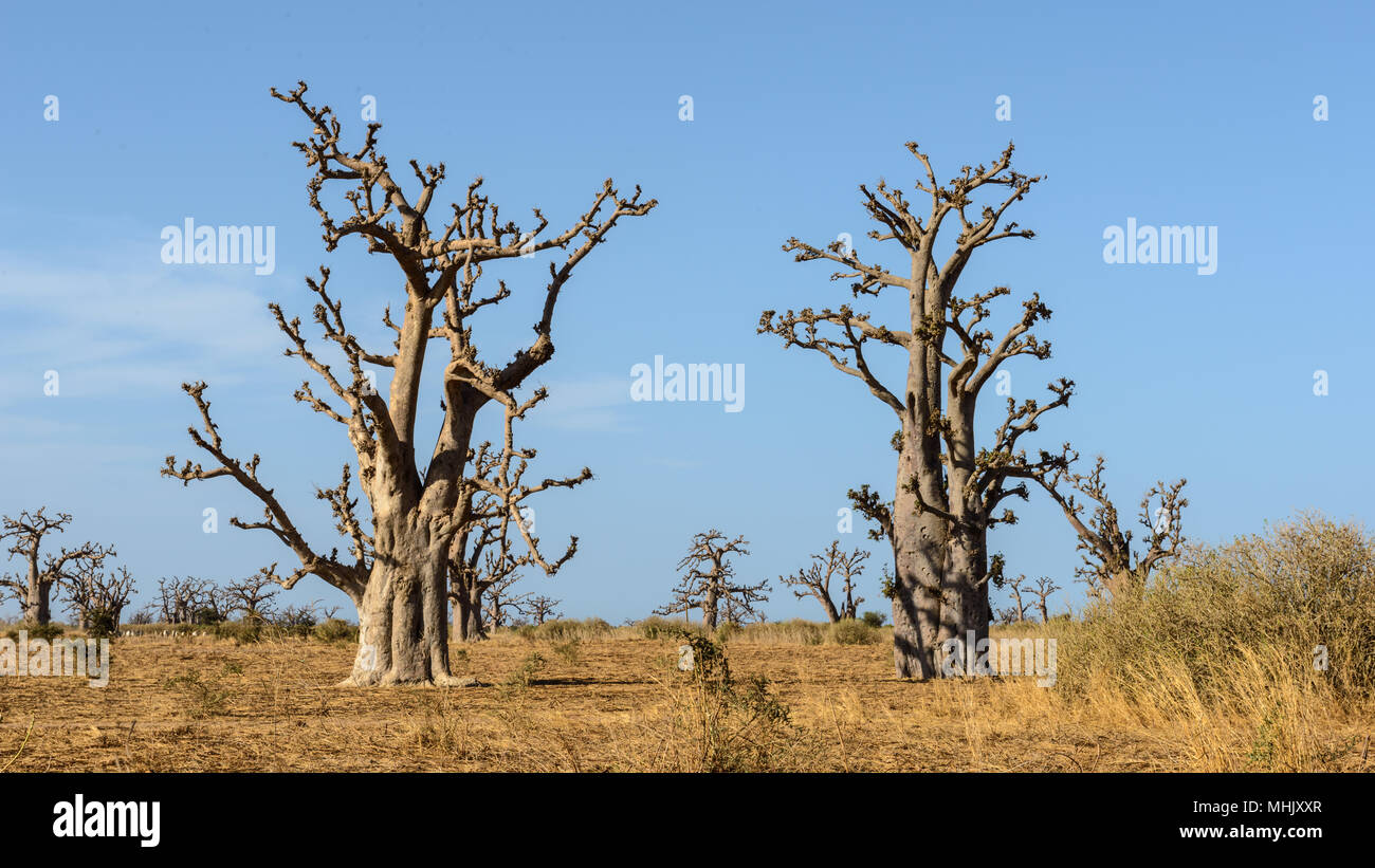 Baobab tree on the savanna, Africa Stock Photo - Alamy