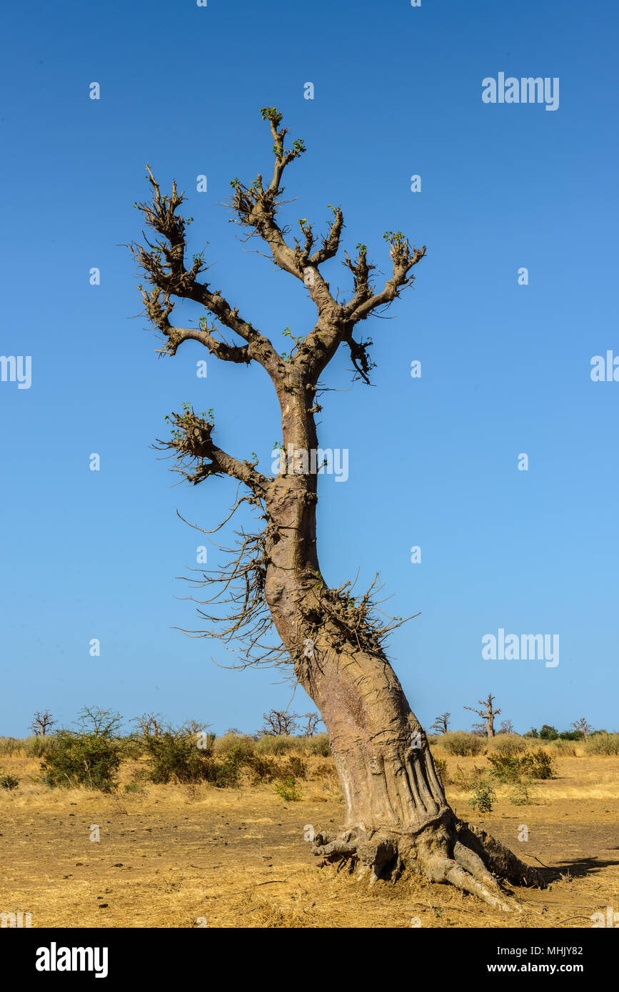 Baobab tree in Africa Stock Photo - Alamy
