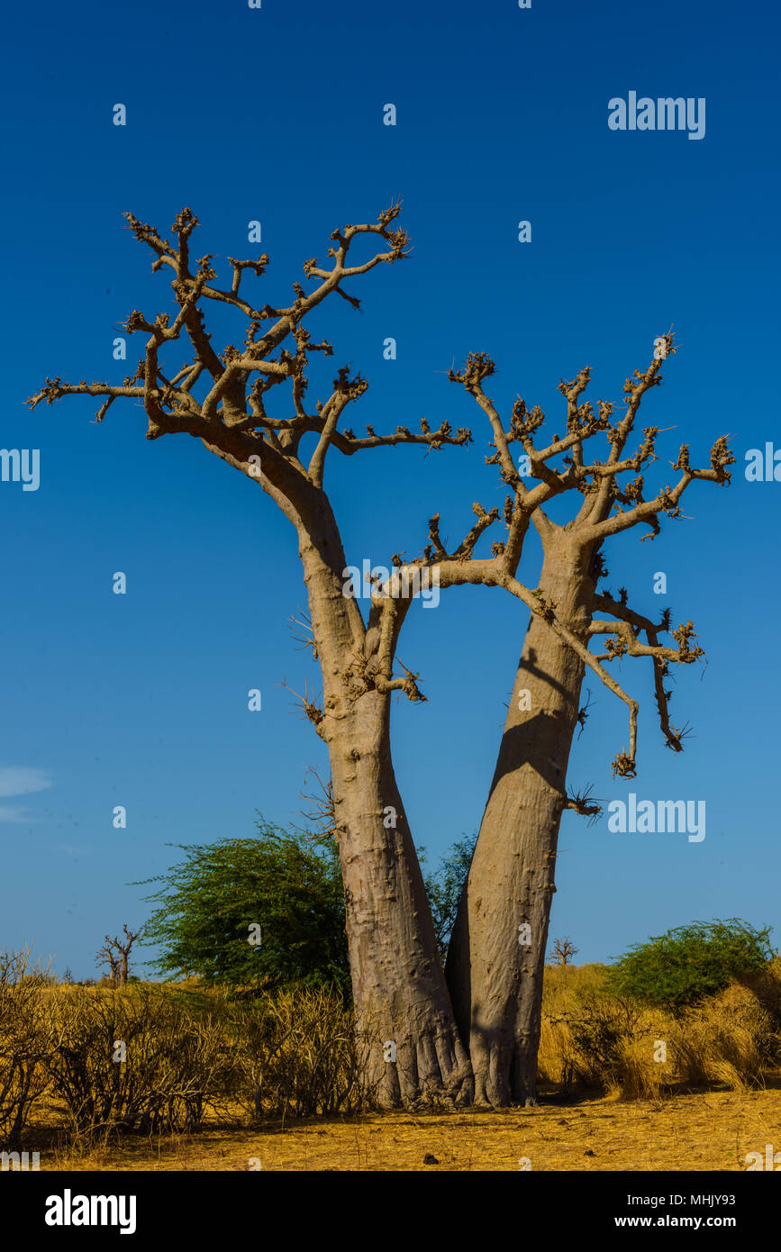 Senegal baobab tree Stock Photo - Alamy