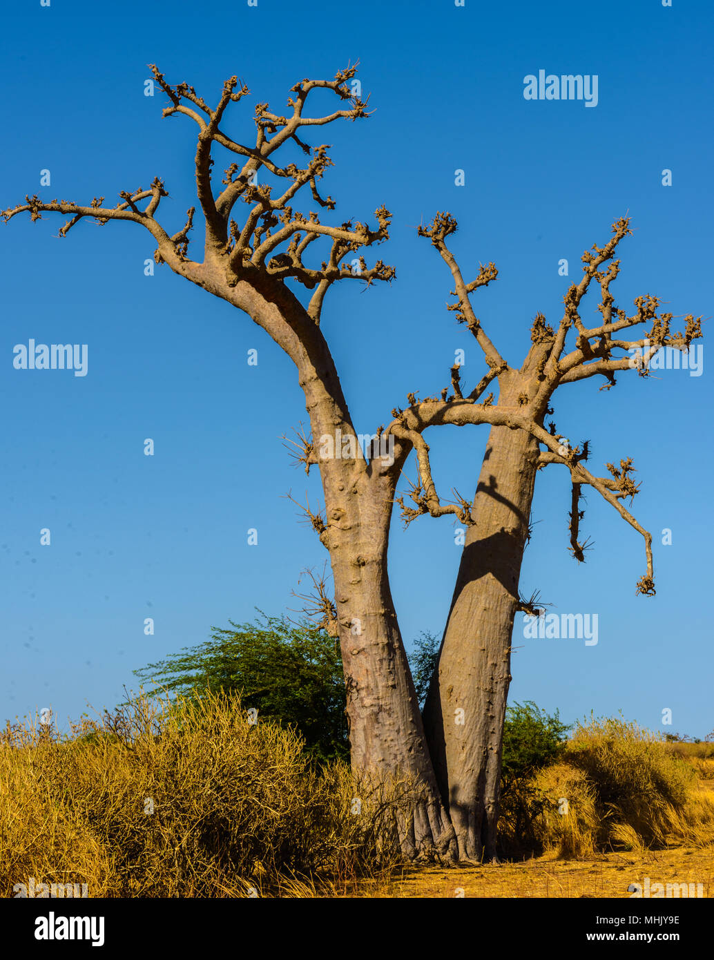 Senegal baobab tree Stock Photo - Alamy