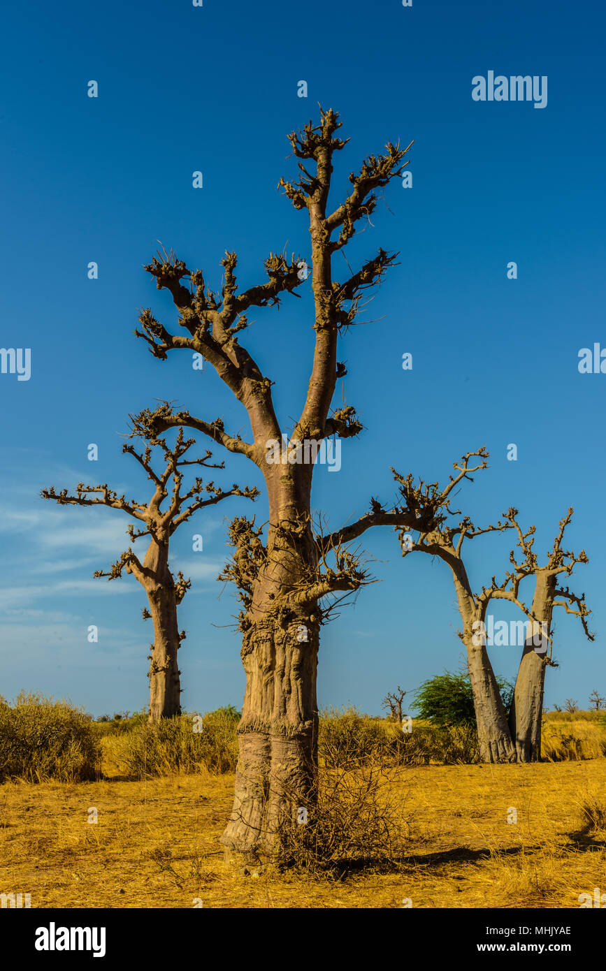 Senegal baobab tree Stock Photo - Alamy