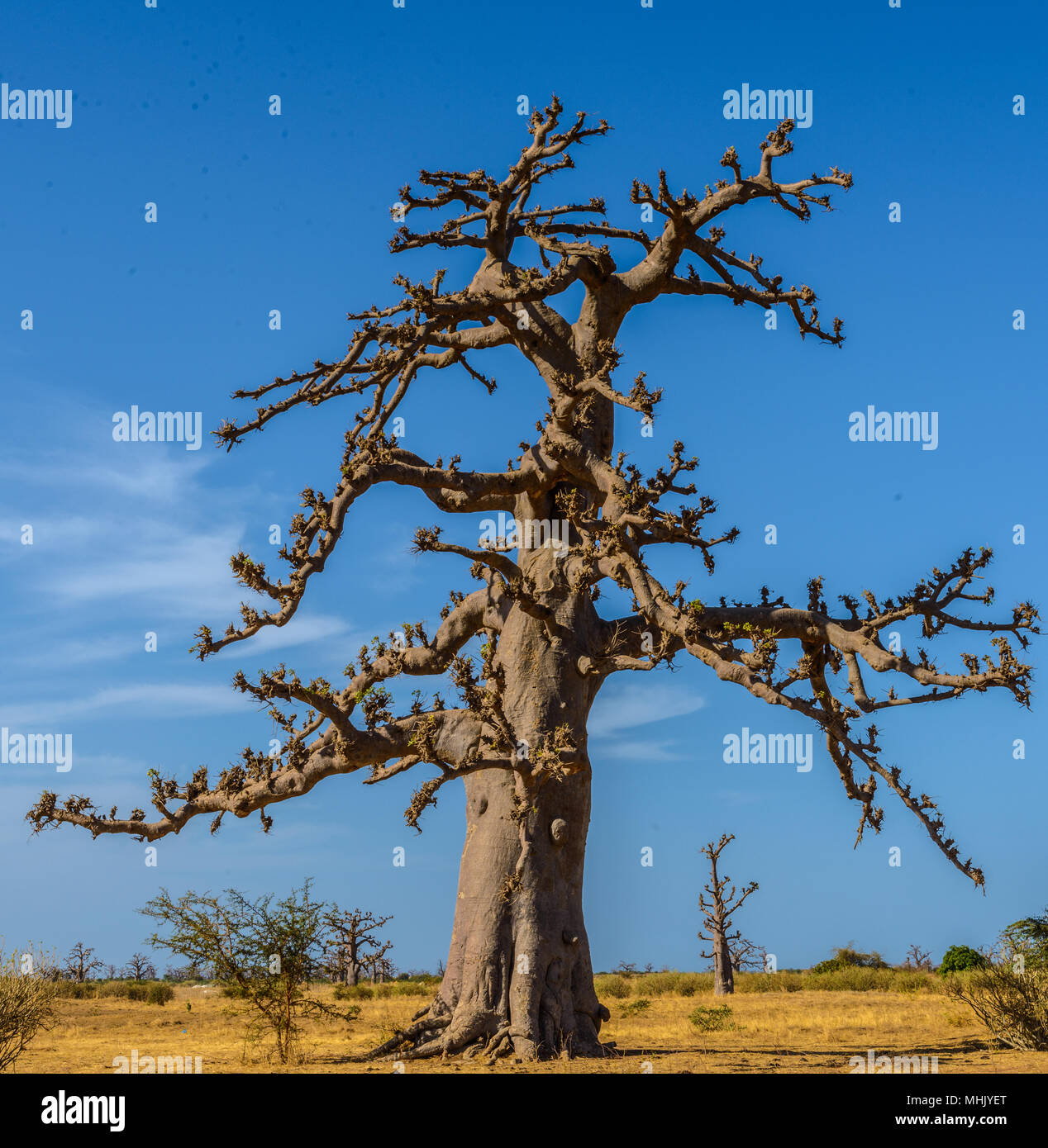 African landscape with baobab tree Stock Photo - Alamy