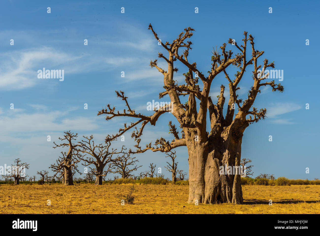 Baobab tree in Africa Stock Photo - Alamy